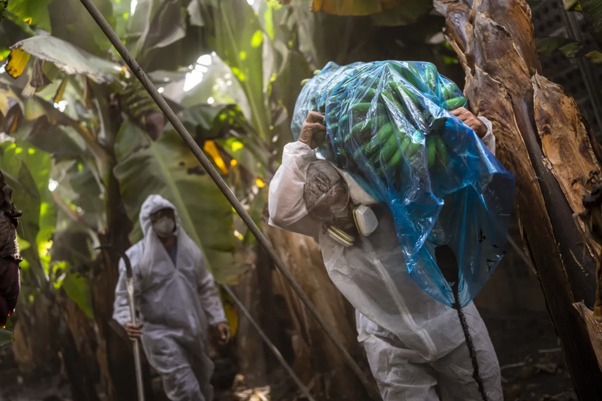 La Palma Volcano Has Cost $116M in Losses to Island’s Banana Industry ...