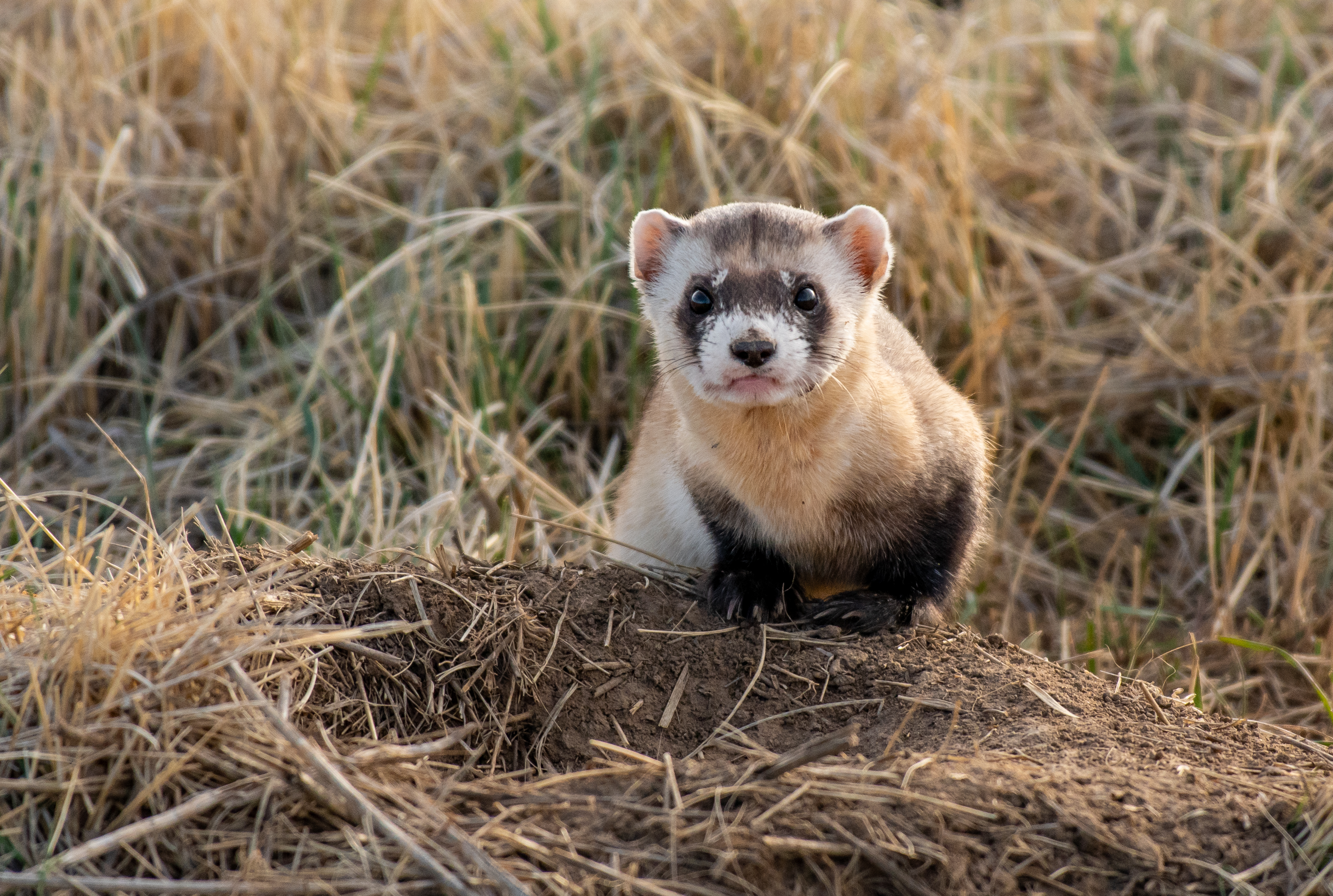 Rare Ferrets