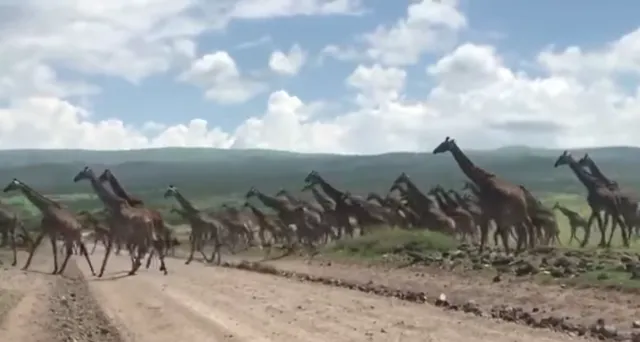 Giraffe News & Latest Pictures From Newsweek.com