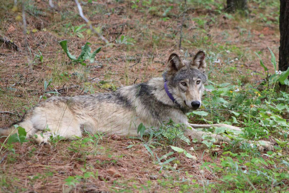 Gray Wolf That Trekked 935 Miles From Oregon to California Found Dead ...