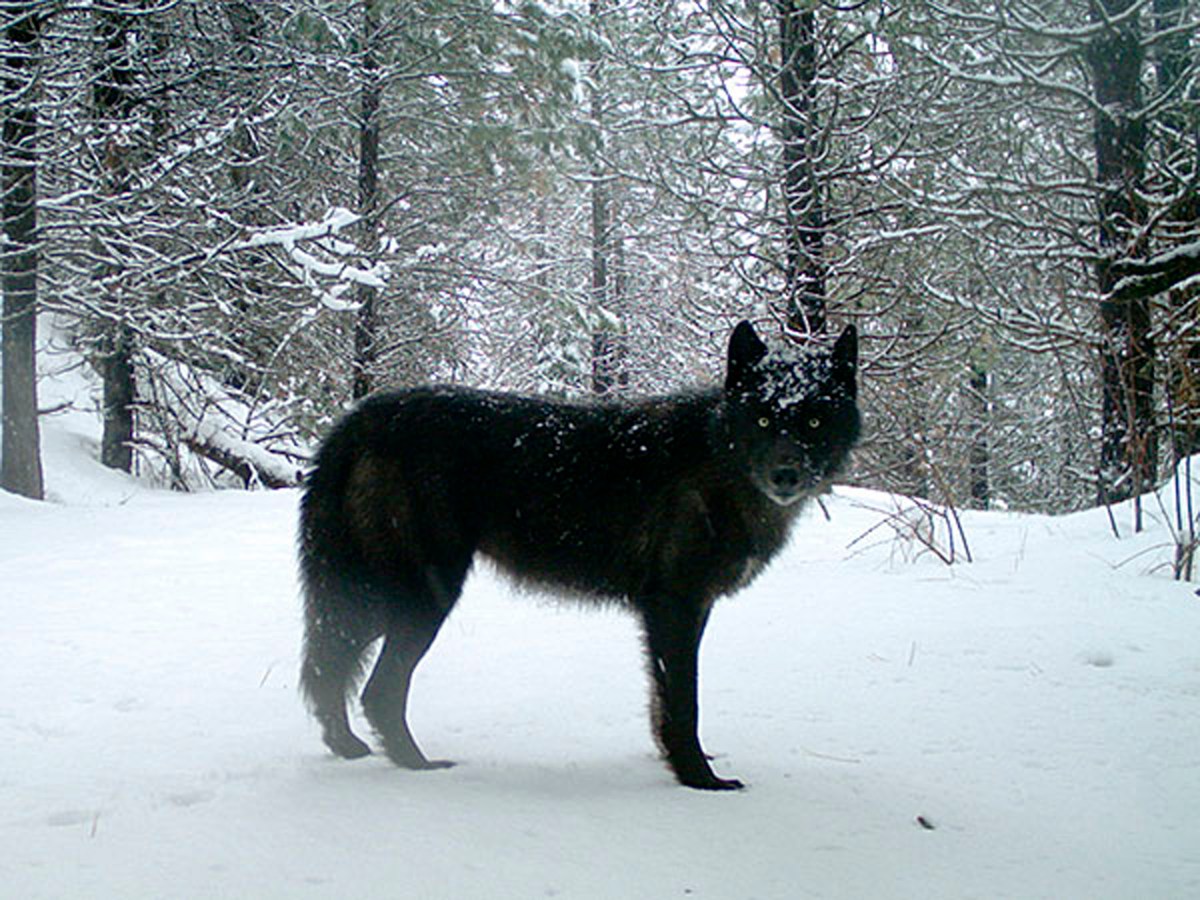 Oregon Wolf Pack Among 8 Killed by Poison; Police Seek Help With ...