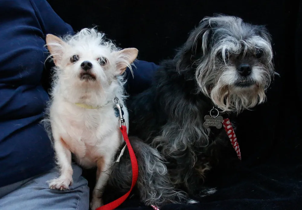 These 20 Amazing Dogs Are Looking for Amazing Owners - Newsweek