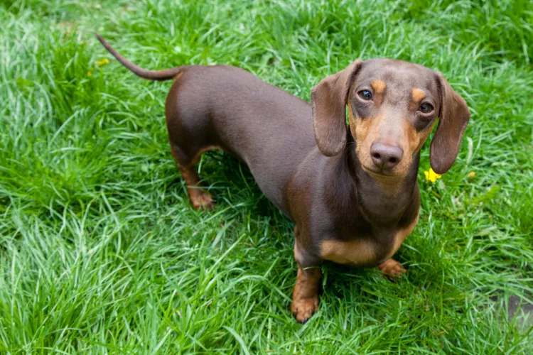 Dachshund Steals the Show as Ring Bearer at Wedding in Adorable Viral ...