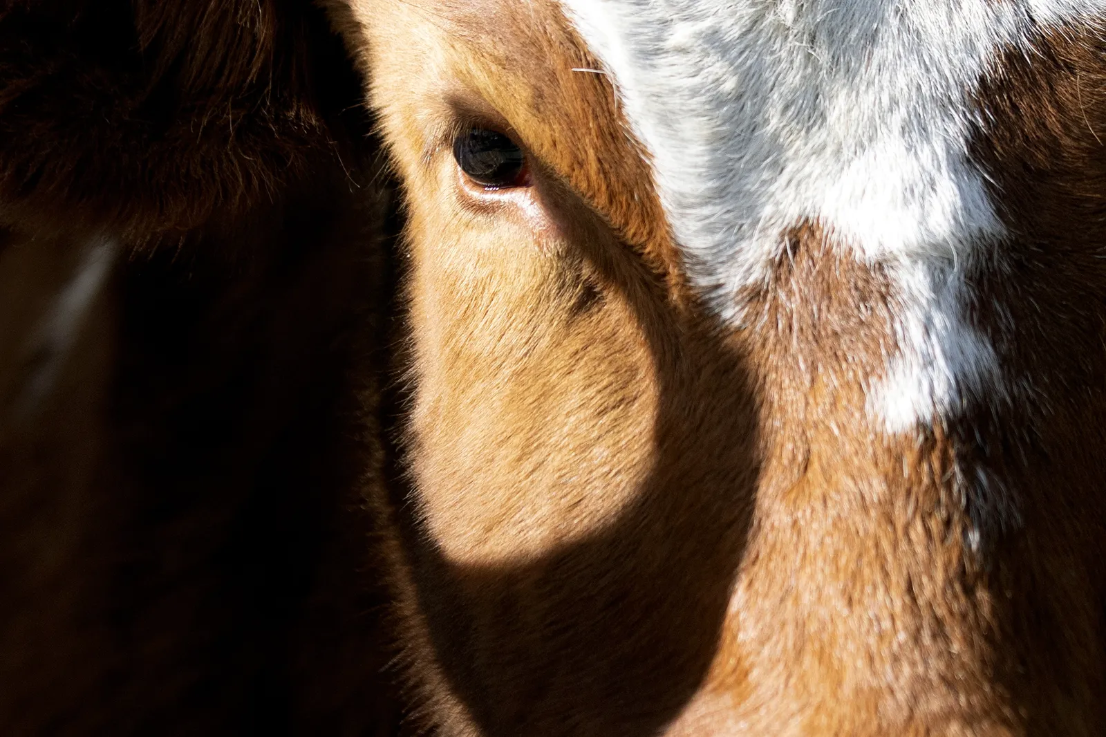 Real-Life Romeo Rescue Cow Meets His Juliette In Viral Video That ...