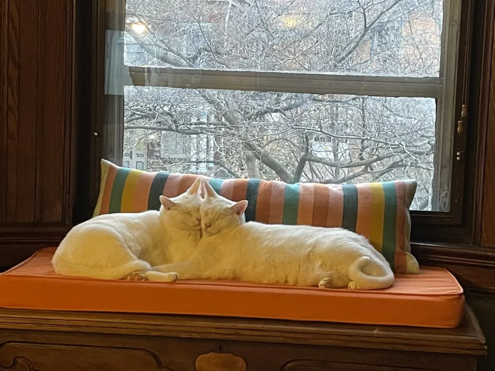 Cat Siblings With ‘Incredible Bond’ Nap Cheek to Cheek in Adorable ...