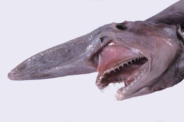 17 of the Weirdest-Looking Fish on Planet Earth - Newsweek