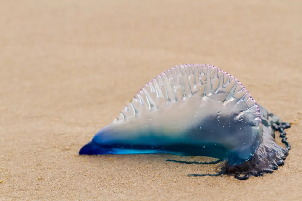 ‘Kinda Cute’: Viewers Enthralled by Video of ‘Weird’ Stinging Creature ...