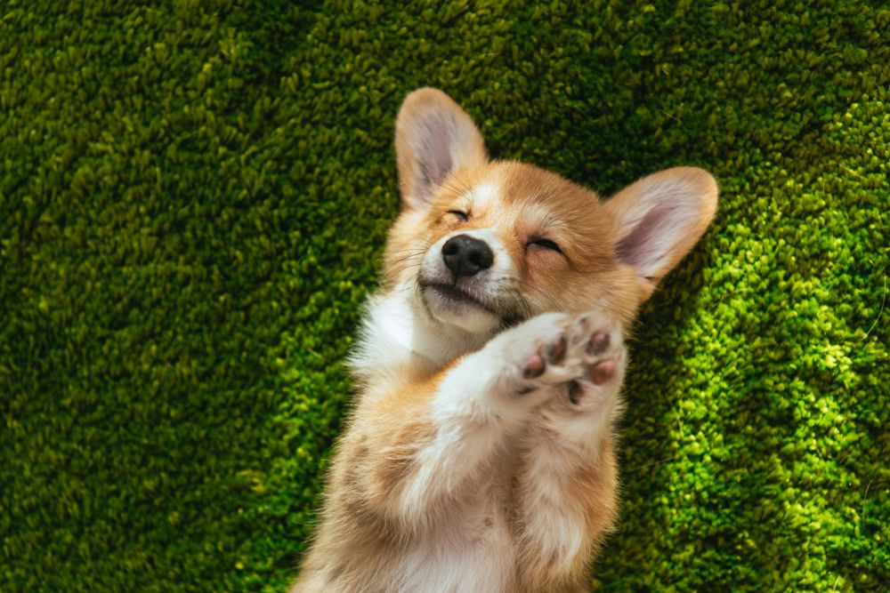 Corgi Puppy Outgrows Favorite Napping Spot in Tear-Jerking Viral Video ...