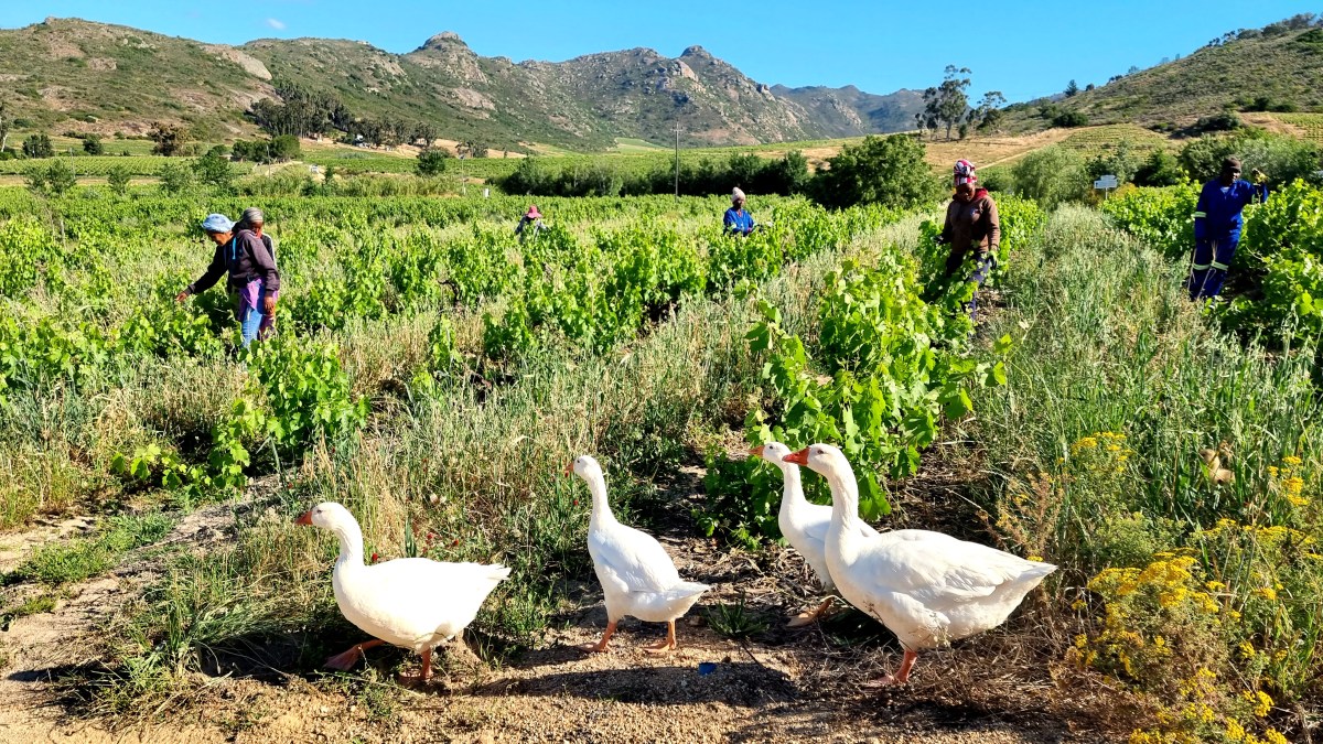 “Obsessed”: Dunkin’-Loving Pet Duck Enjoys Special Ice Water in Video ...