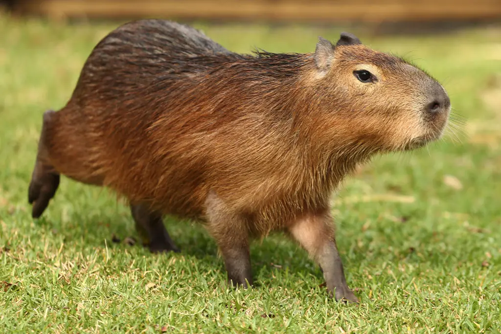 Can You Have a Capybara as a Pet? - Newsweek