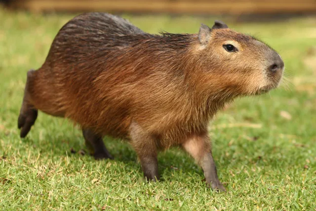 Can You Have a Capybara as a Pet? - Newsweek