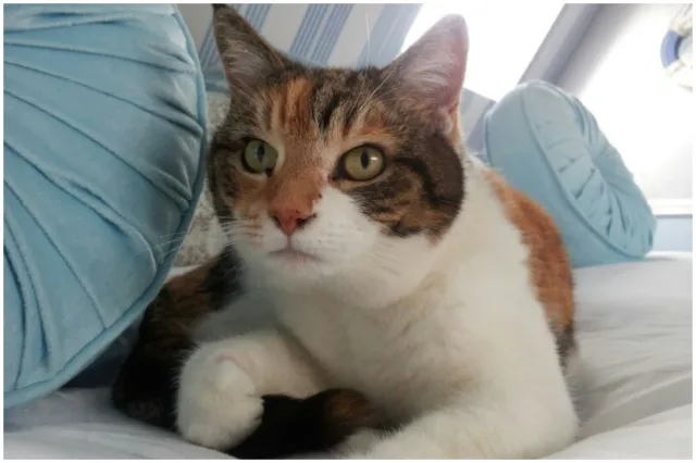 Elderly Cat Set To Celebrate 23rd Birthday Melts Hearts Online: ‘Queen ...