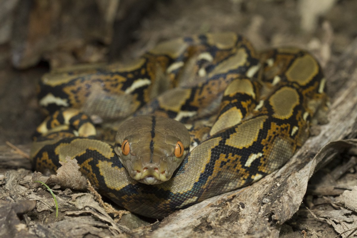 What Is the World’s Biggest Snake? - Newsweek