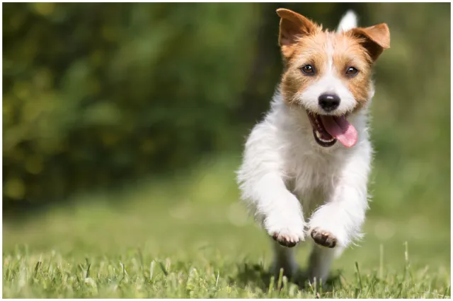 Cat-and-Mouse Chase Between Cops and Runaway Dog Goes Viral - Newsweek