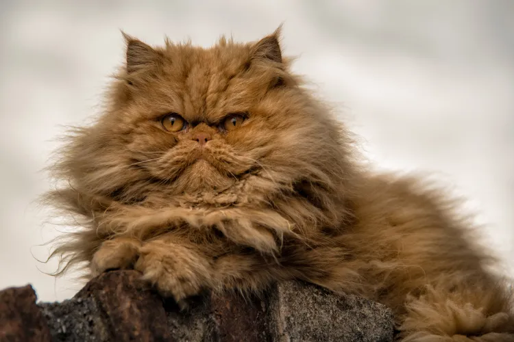 Persian Cat Goes Viral Thanks to Hilariously Distinctive Meow—’Toad Cat ...