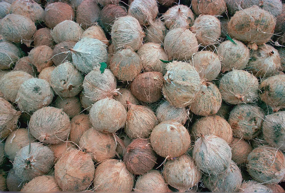 Officials Seized Nearly 20,000 Coconuts Filled With Liquid Cocaine ...