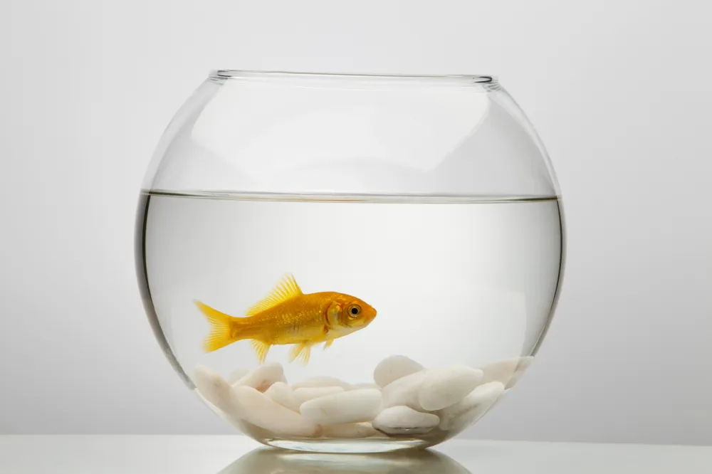 Fish News & Latest Pictures From Newsweek.com