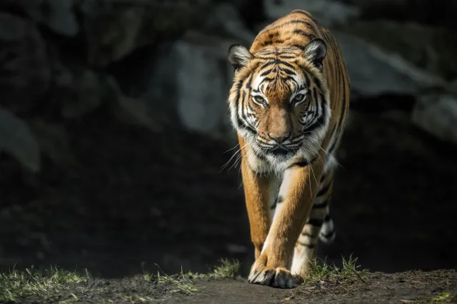 Crippled Tiger With Missing Leg Seen Feasting on Buffalo - Newsweek