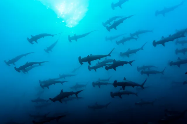 Are Hammerhead Sharks Dangerous and Do They Attack Humans? - Newsweek