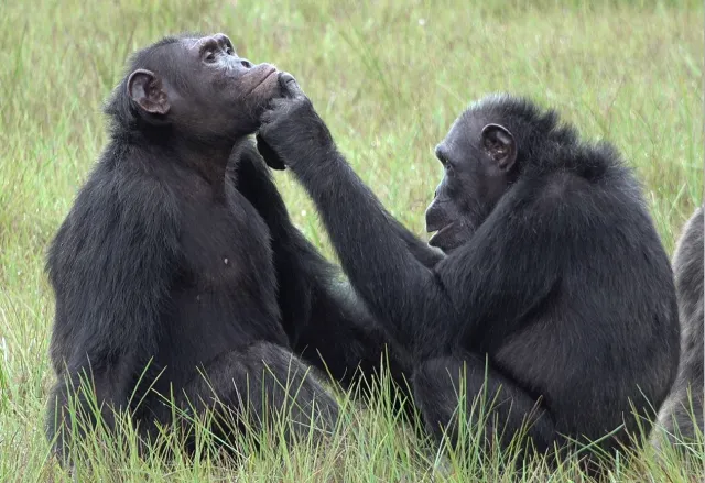 Chimps Observed Applying Insects to Open Wounds in ‘Surprising Behavior ...