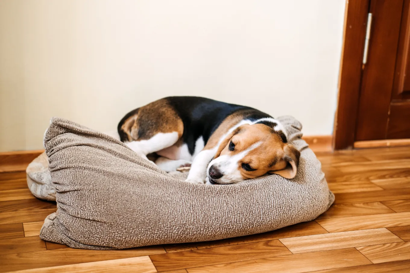 How Do Dogs Get Parvo? Signs, Symptoms and Treatments for Canine ...