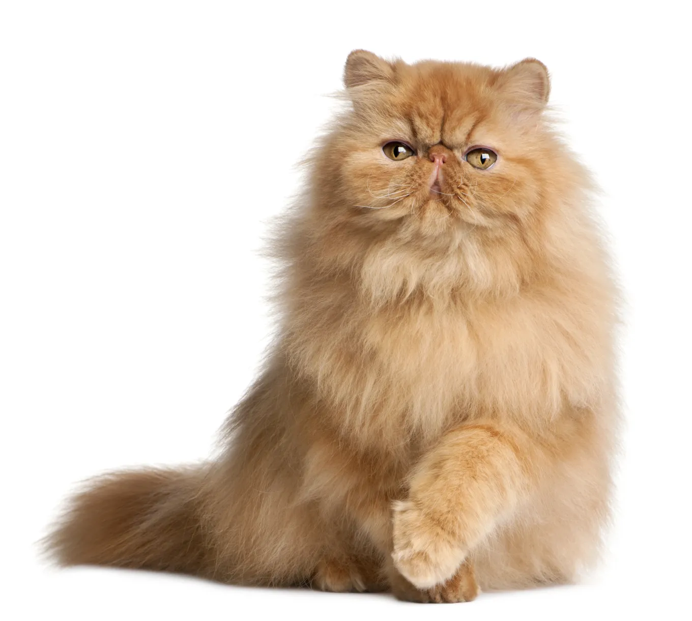 9 Orange Cat Breeds to Consider for Your Next Pet - Newsweek