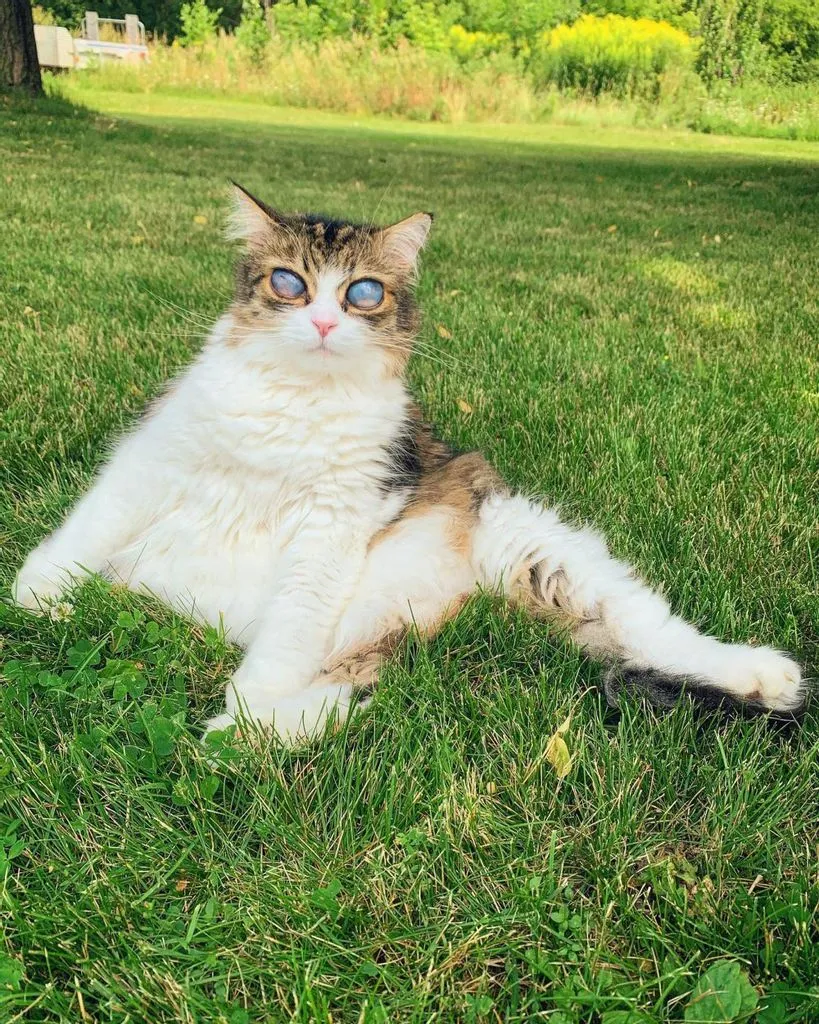 Teen Girl Praised for Caring for Blind Cat With Haunting-Looking Eyes ...