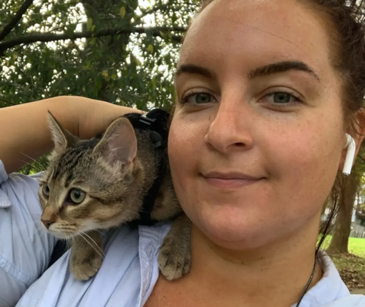 Cat Ends Up With Casts on Front Paws After Jumping Out Th... - Newsweek