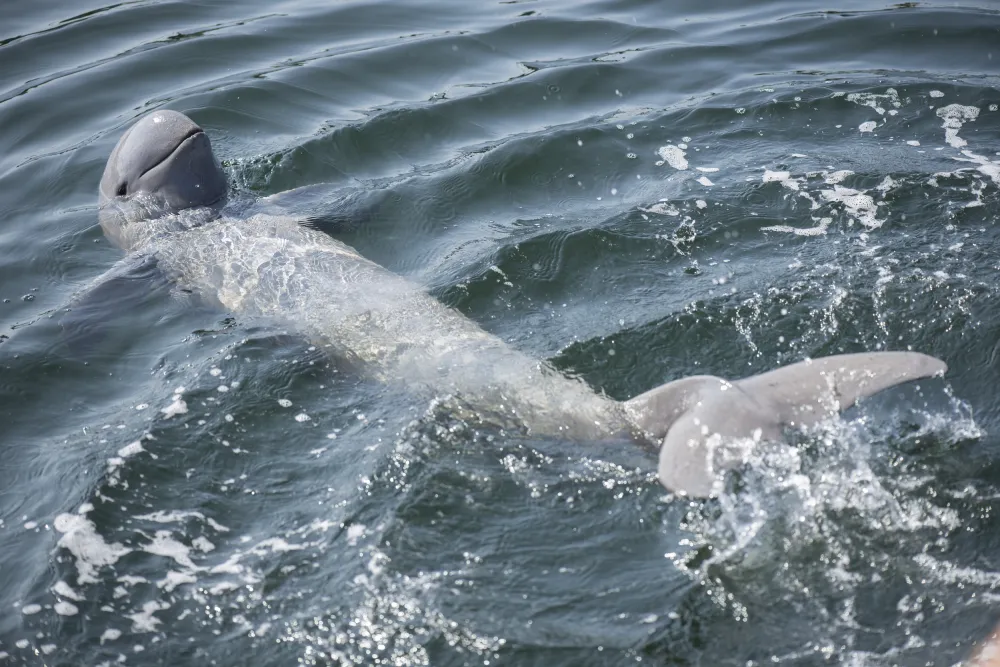 ‘Mekong Ghost’ Rediscovered in Fish Market After Being Lost for 18 ...