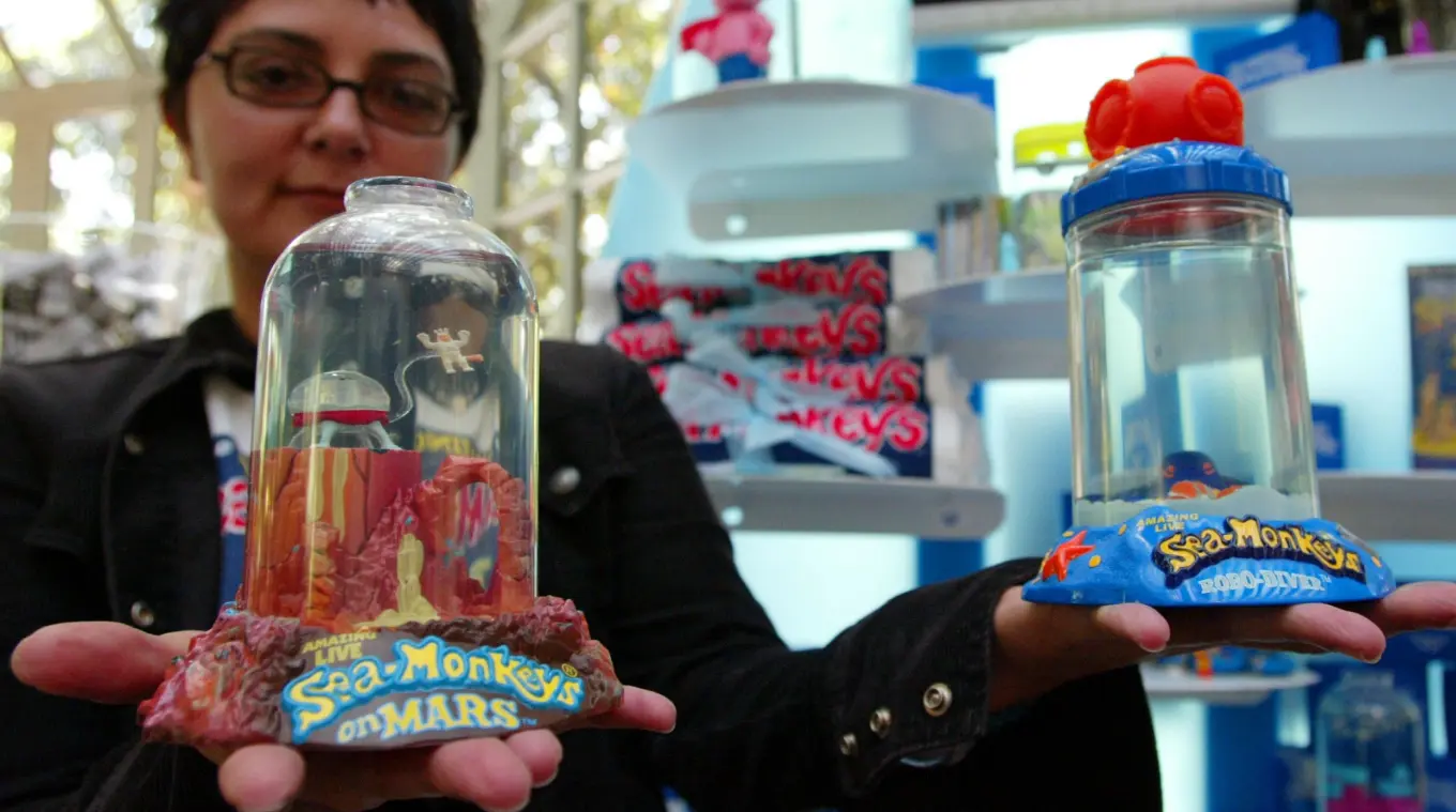 Sea Monkeys: What Are They, How Long Do They Live and What Do They Look ...