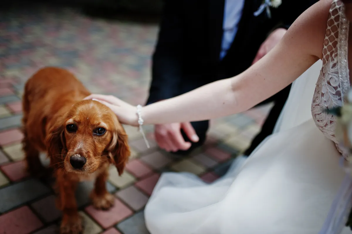 Newlywed Couple Share First Dance With Dog in Viral Video—’Best Day ...