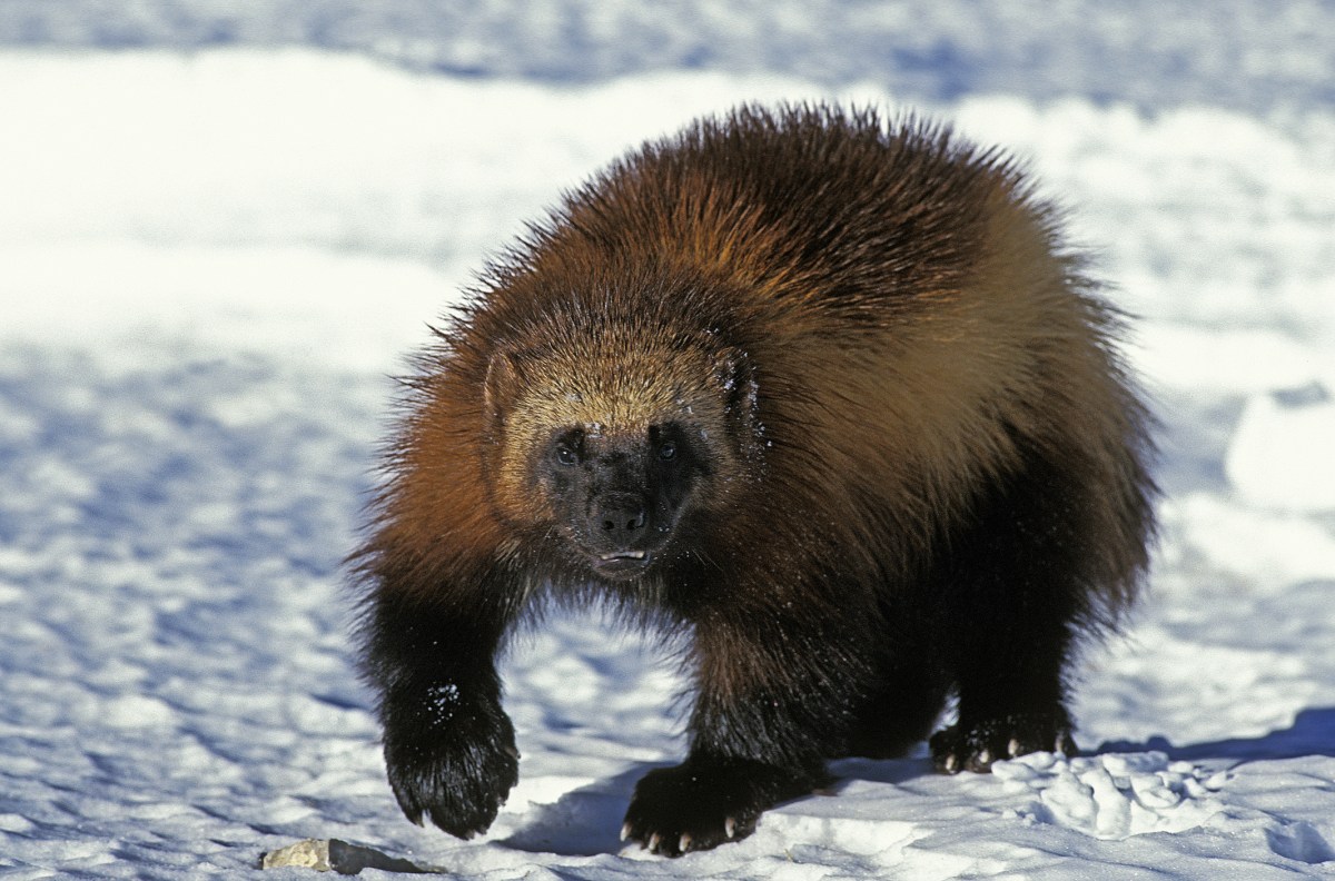 Elusive Wolverine Filmed in Yellowstone Park in Incredibly Rare Footage ...