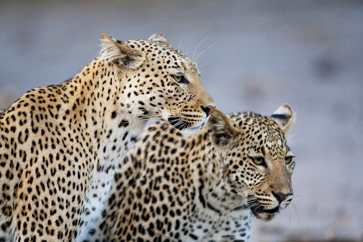 Watch Male and Female Leopard Show Intense Affection in Astonishing ...