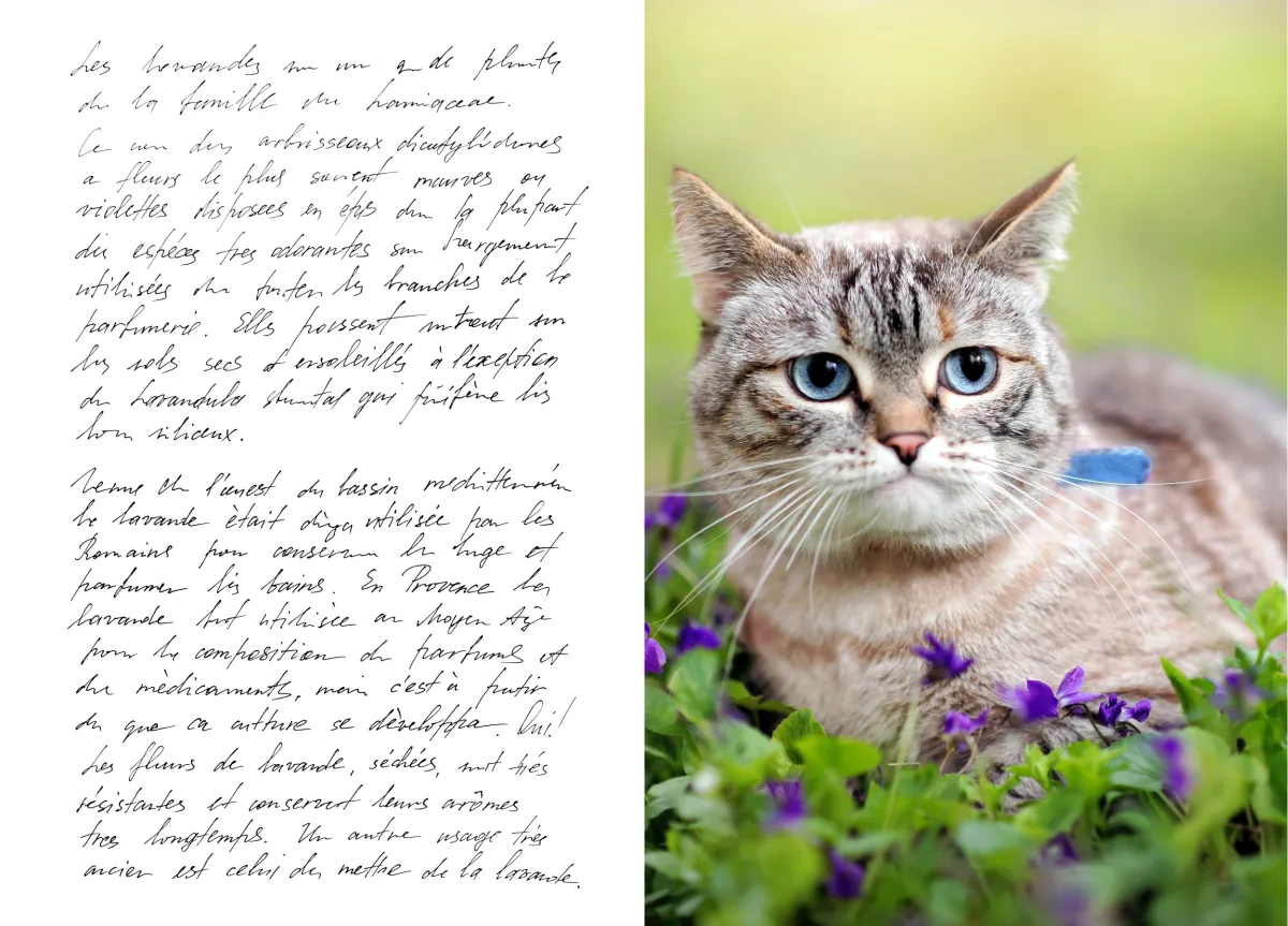 Woman Leaves Note on Cat’s Collar To Trace Owner, Gets Heartwarming ...