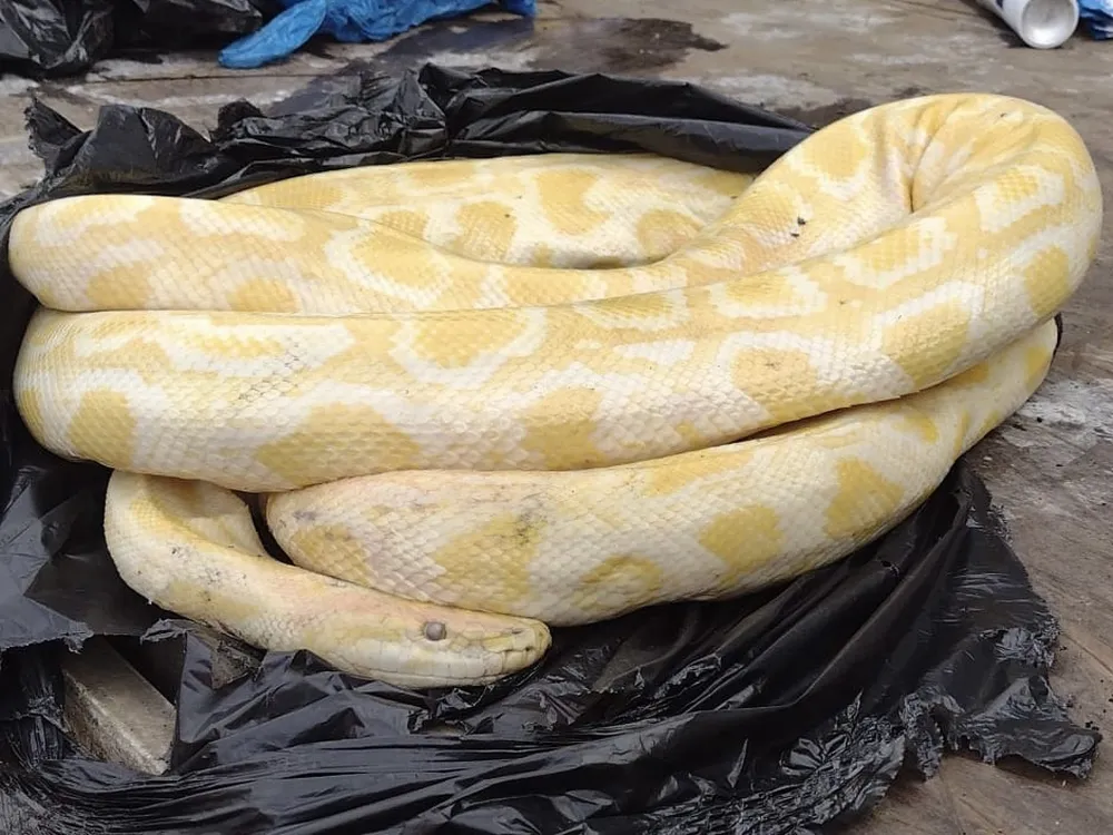 Street Cleaners Find 10-Foot Pet Python Dumped in Trash Bags - Newsweek