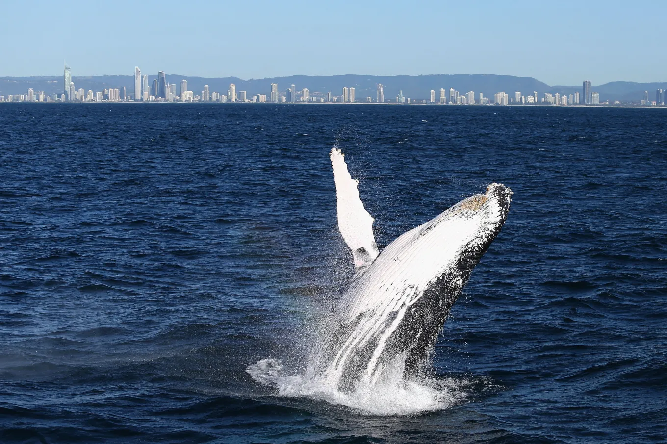 Viral Video Captures ‘Amazing’ Moment Whale Breaches Just Feet From ...
