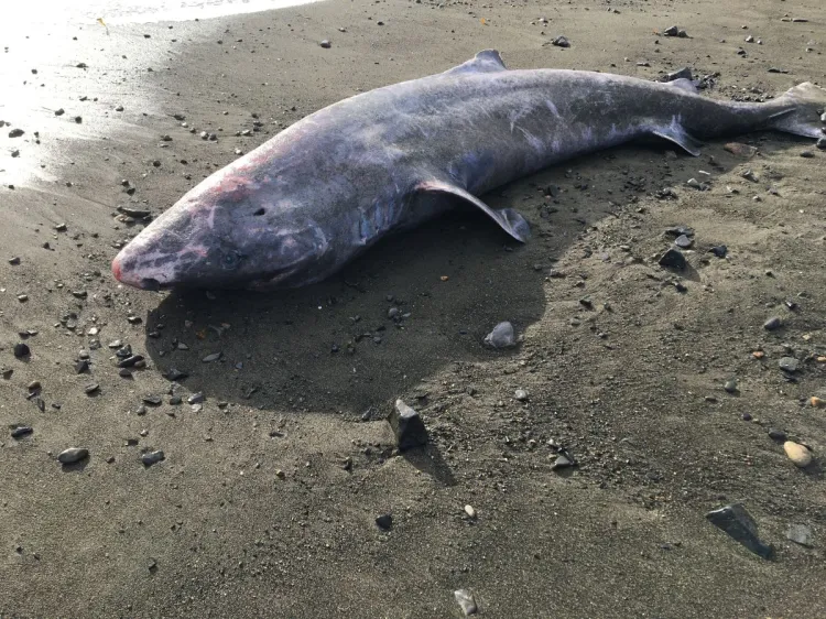 Rare Shark Found Dead With Empty Stomach, Possible Mysterious Infection ...