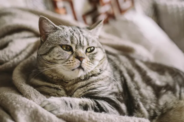 Cat’s ‘Anime’ Snore Leaves Internet in Stitches - Newsweek