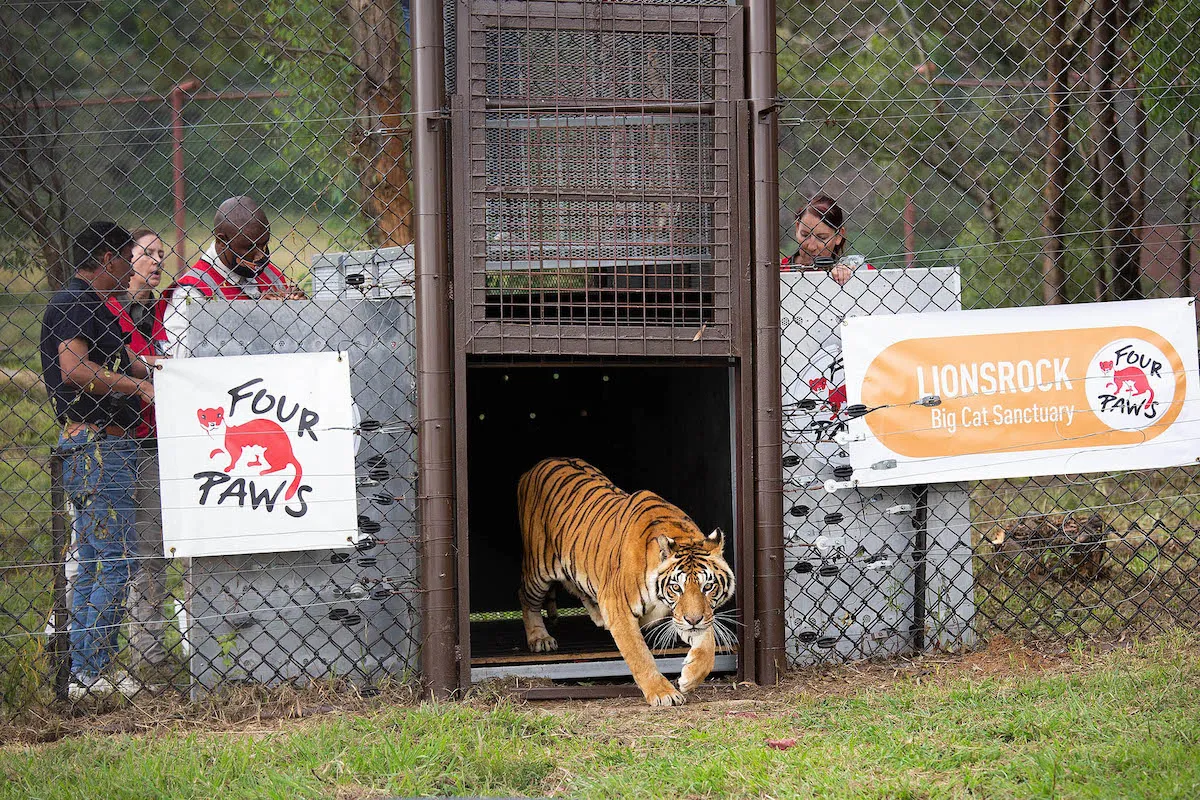 4 Circus Tigers Sent to Animal Sanctuary After Spending 15 Years in a ...