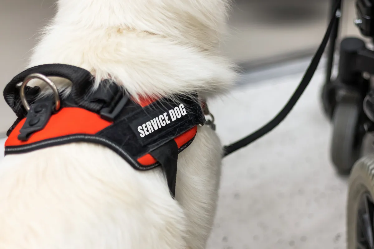 Viral Video of Emotional Support Dog Lunging at Service Dog Sparks ...