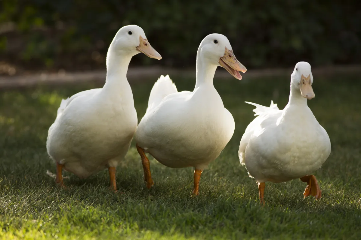 Viral ‘How to Pick Up a Duck’ Video Leaves Internet Wanting More - Newsweek