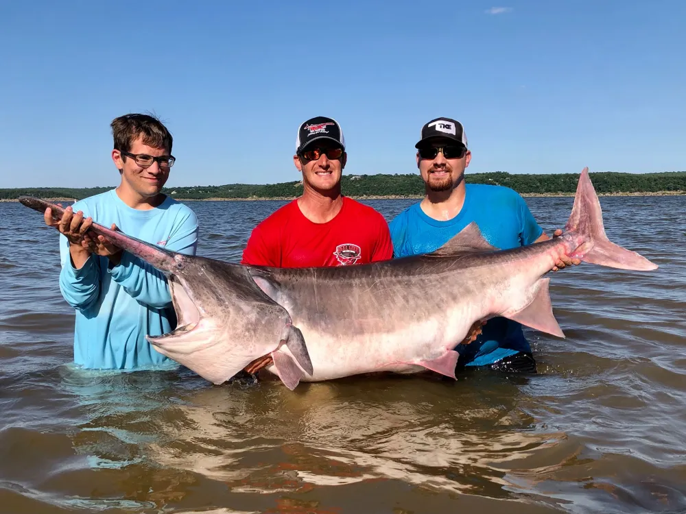 Monster, 140lb Paddlefish Caught in Missouri: ‘Like a Tree Was on the ...