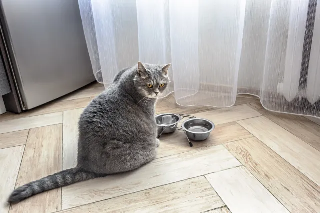 ‘Feed Me’: Cat’s Hilarious Empty Bowl Protest Delights the Internet ...