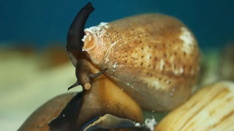 Venomous Sea Snail Could Be Key to More Effective Painkil... - Newsweek