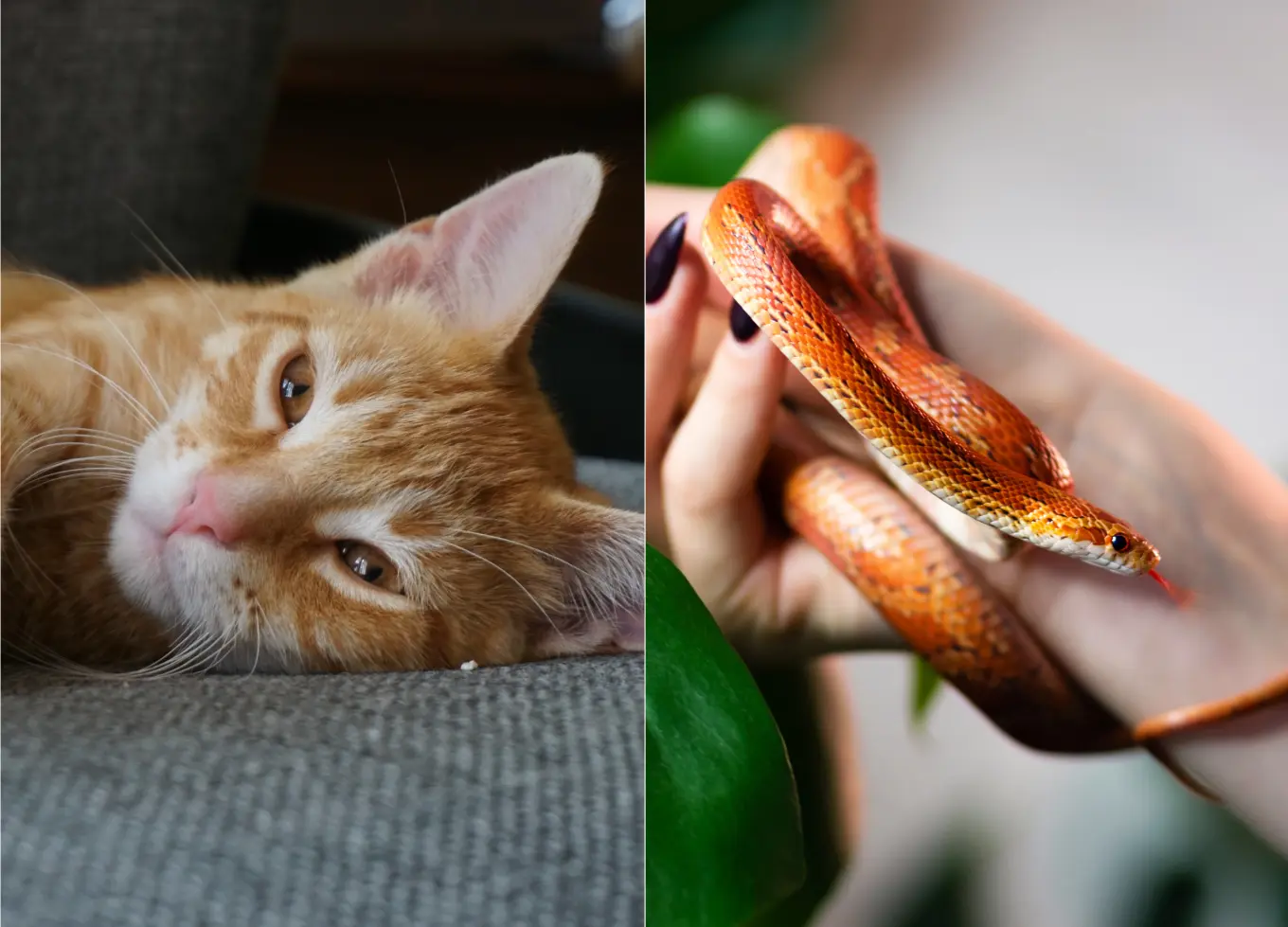 ‘Kittensnake’: Optical Illusion of Cat That Looks Like Se... - Newsweek
