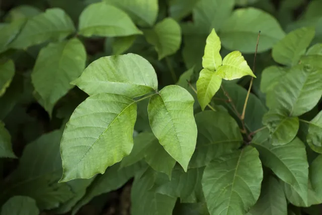 How to Identify Poison Ivy and How to Get Rid of the Plant Permanently ...