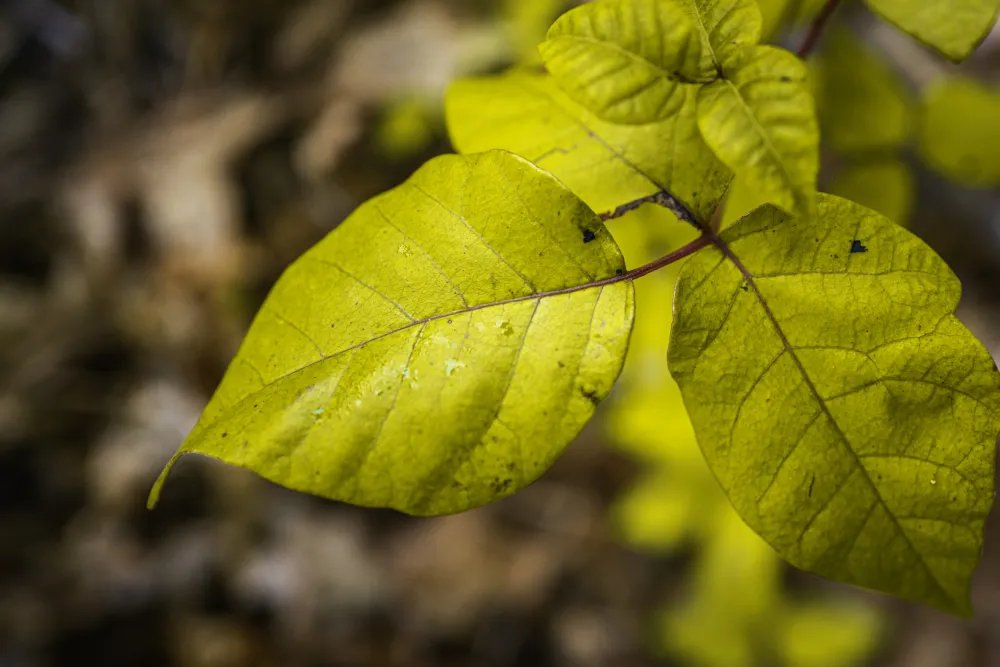 How to Identify Poison Ivy and How to Get Rid of the Plant Permanently ...