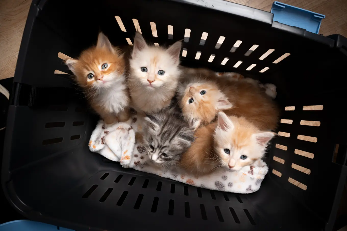 ‘Heaven’: Internet Obsesses Over Woman Fostering 30 Kittens - Newsweek