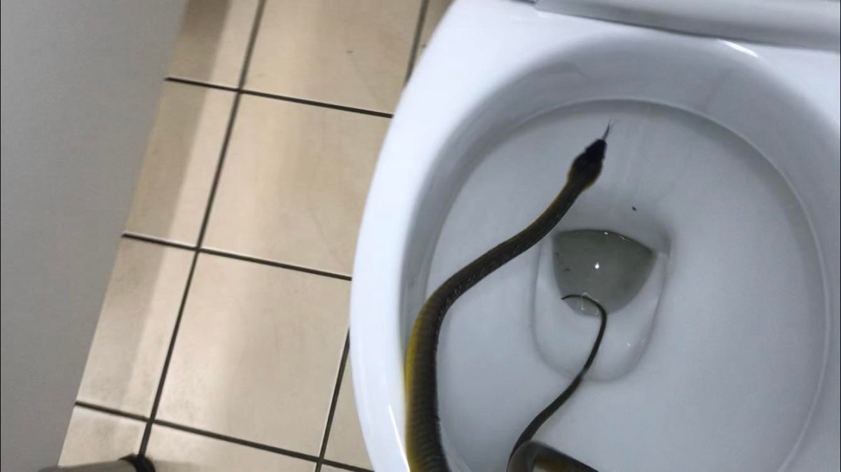 Watch As Snake Pulled Out of Toilet at Office - Newsweek