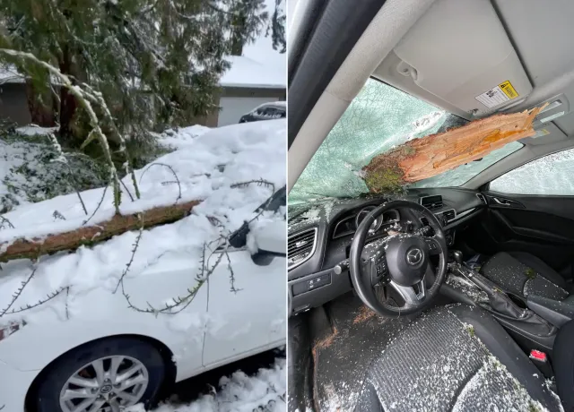‘Final Destination’: Shock as Man Cheats Death After Log Pierces ...